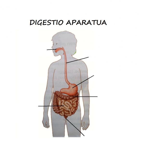 Digestio-Aparatua - Mind Map