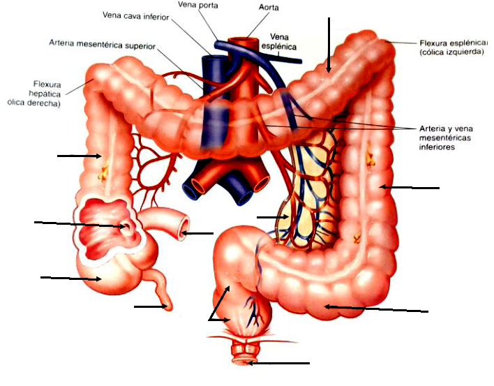 Diagrama De Anatomía Arterial Del Colon Y Del Recto Quizlet | lupon.gov.ph