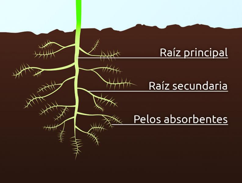 Print Crossword Puzzle: Órganos de las plantas (biología - 4º ...