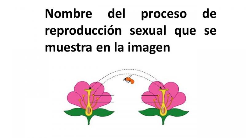 Print Crossword Puzzle: REPRODUCCIÓN DE LAS PLANTAS (biología - 6º EGB ...