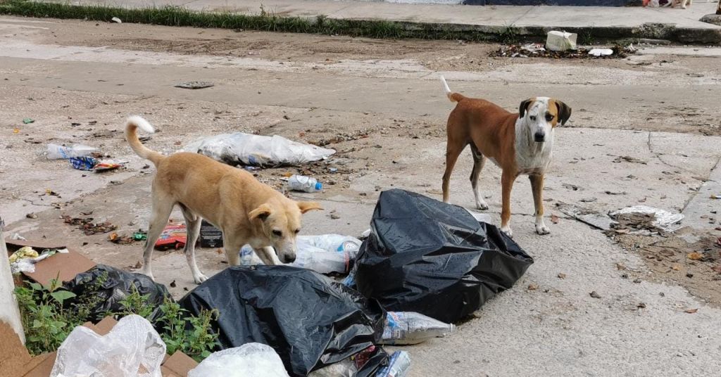 Print Froggy Jumps: Causas y consecuencias del abandono de los perros ...